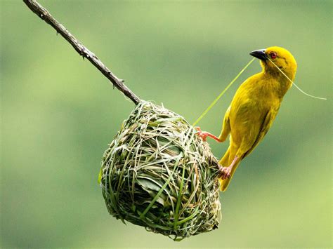 How Do Birds Build Nests 5 Key Types Birdfact