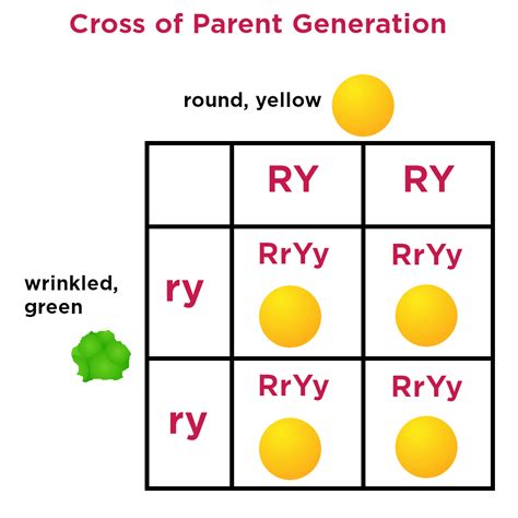 Dihybrid Cross Punnett Square Worksheet
