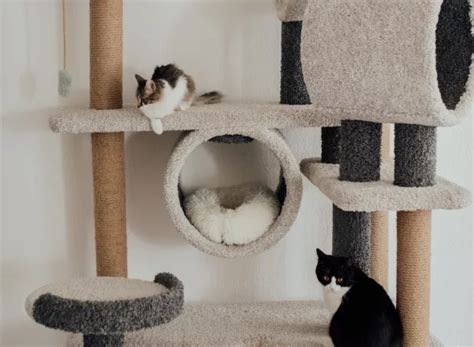 Top Maine Coon Cat Favorite Trees