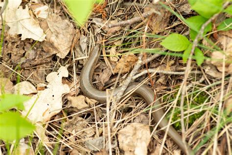 Wild Nonvenomous Snake Stock Photo Image Of Flagellum