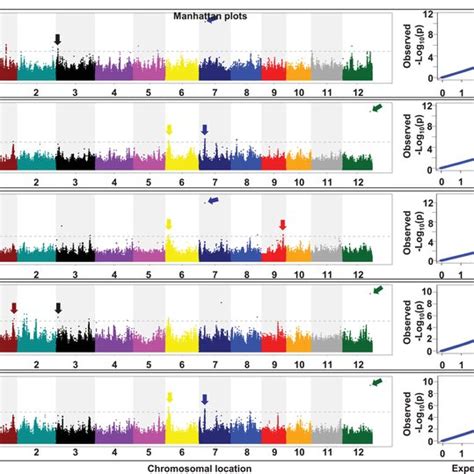 Manhattan Plots And Quantilequantile Plots Of Genome‐wide Association Download Scientific