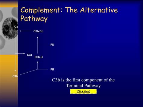 PPT The Complement Cascade PowerPoint Presentation Free Download ID