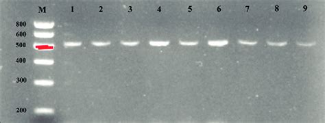 Spleen Tyrosine Kinase Syk Mrna Expression In Tumor Tissue Adjacent Download Scientific