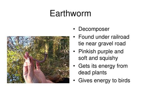 Ppt Earthworm Powerpoint Presentation Free Download Id2618695