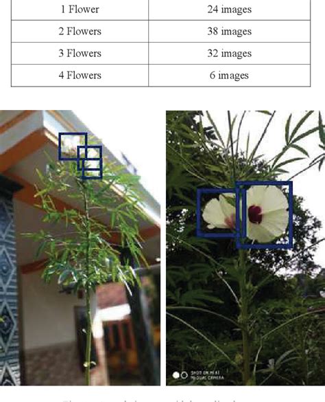 Figure 1 From Kenaf Flower Detection Using Yolov3 Semantic Scholar