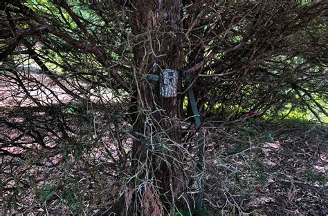 How To Hide A Trail Camera From Humans Deer Moultrie