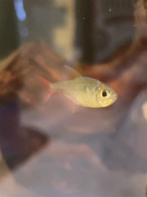 Fish Id And Sex Rfish