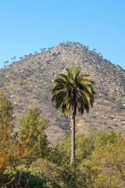 Chilean Wine Palm