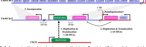 Figure 5 From Reconstruction Of The Birth Of A Male Sex Chromosome Present In Atlantic Herring