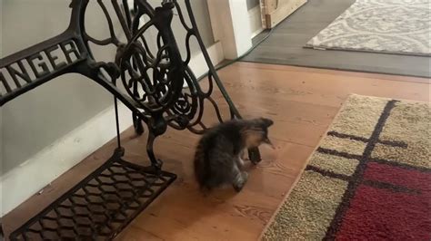 Crazy Cat Pt2 Youtube