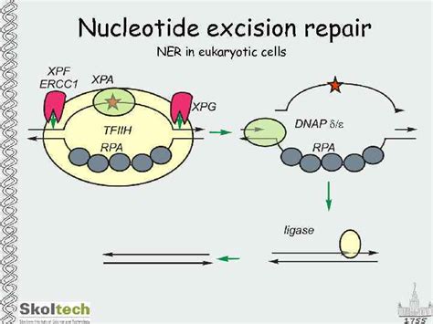 Msu Skol Tech Dna Repair Dna