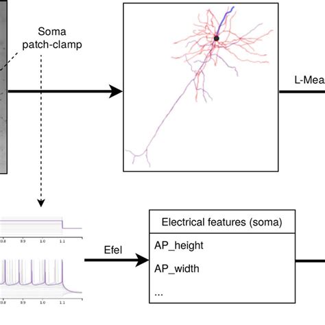 Data Set Features Extraction The Morphology Reconstruction Is Obtained