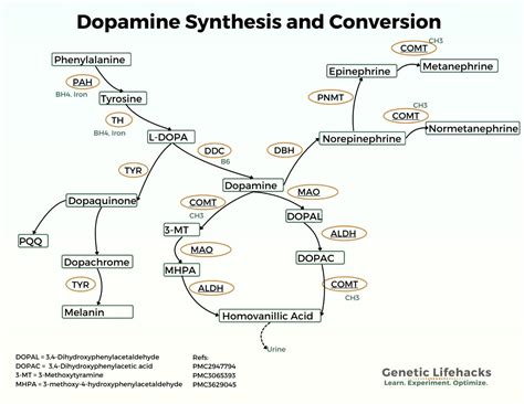 Dopamine Synthesis Snps Genes Lifestyle Diet And Dopamine Optimization