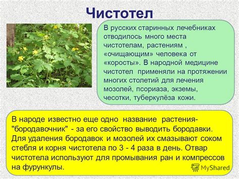 Польза чистотела для жкт, история происхождения названий растения ...