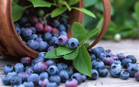 Blueberry Wallpapers Wallpaper Cave