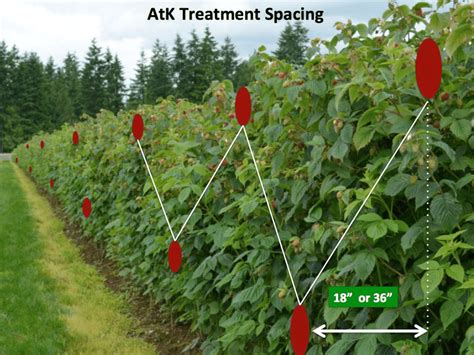 A Replicated Block Design Download Scientific Diagram