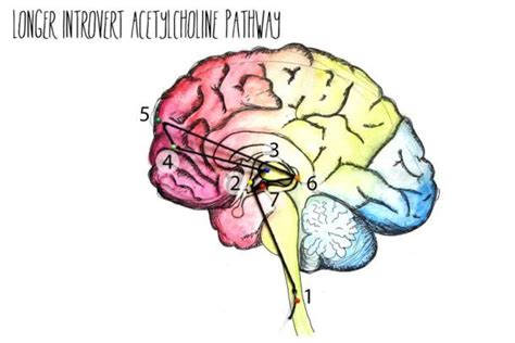 Why Extroverts Like Action And Introverts Like Calm The Brain Chemistry Behind Introversion And