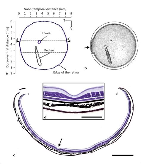Retinal Cross Sections And Reconstructions In C Anna A Reconstruction
