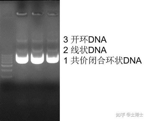 测定dna分子质量时，迁移率和空间构型有关吗？ 知乎