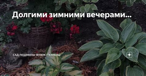 Долгими зимними вечерами… Сад Людмилы Зенюк Тюмень Дзен