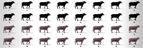 premium vector buffalo walk cycle animation sequence vector