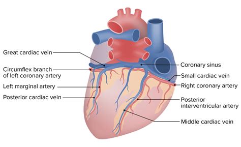Heart Anatomy Concise Medical Knowledge