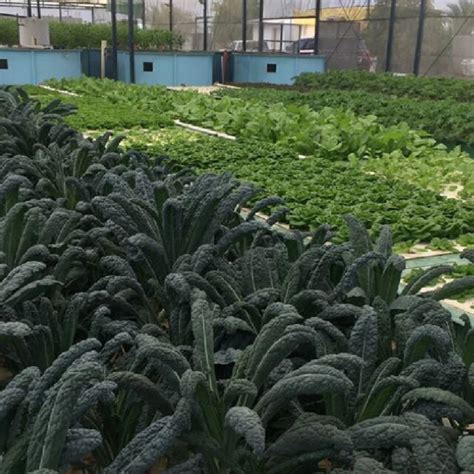 Al Arfan Farms Oman A Commercial Aquaponics Farm Operating In A Hot