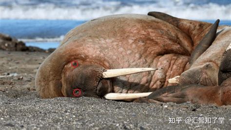 Python 函数高级语法和用法 知乎