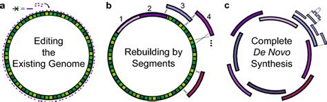 Recoding Assembly Strategies Current Recoding Methods Can Be