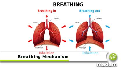 Different Types Of Breathing Patterns Biomadam