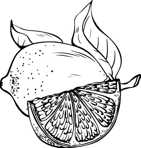 Hand Gezeichnet Lineart Single Ganze Zitrone Mit Zitrone Scheibe Und