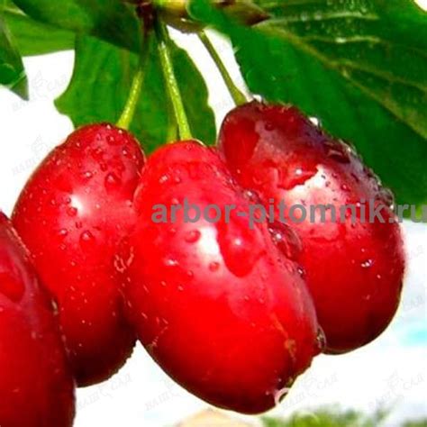 Саженцы кизила Светлячок купить в Москве и Подмосковье недорого из питомника