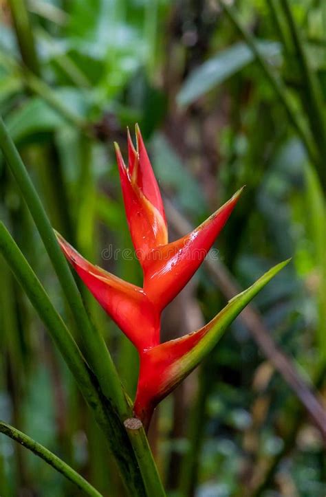 Heliconia Flower Heliconia Caribaea Lam Also Known As Lobster Claw