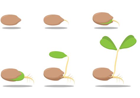 Tree Seedling Vector