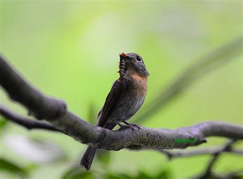 海南藍仙鶲 飛羽攝影 Avian Images 飛羽大同 allbird org Powered by Discuz