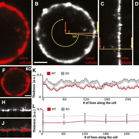 Cortical F Actin Quantification And Alterations In Thickness Of