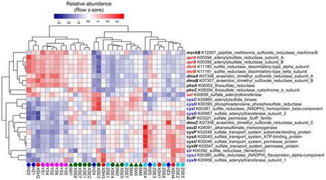 Relative Abundances Of Picrust Predicted Genes Relevant With Sulfur S Download Scientific