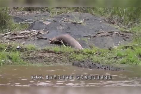 小河马被鳄鱼咬死，大河马领着家族对鳄鱼报复！鳄鱼下场太惨！