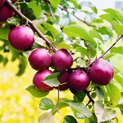 Purple Apple Fruit Purple Apple Berry Seeds Billardiera Lonlora