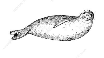 Caribbean Monk Seal Stock Image Z960 0036 Science Photo Library