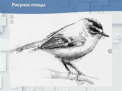 Рисование птиц и животных презентация онлайн