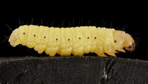 How To Breed Wax Worms A Complete How To Guide