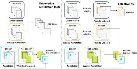 [논문 리뷰] Selectivekd A Semi Supervised Framework For Cancer Detection In Dbt Through Knowledge