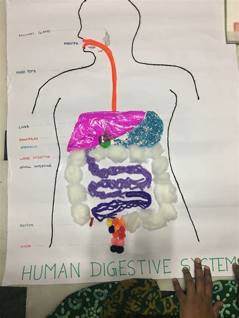 Human Digestive System Project For Grade 4 Digestive System Human Digestive System Digestive