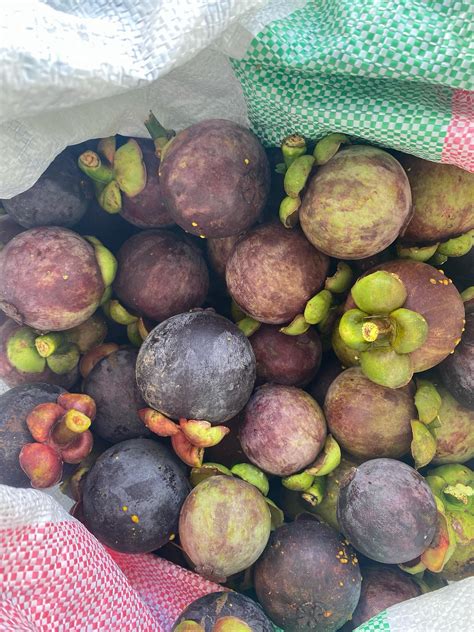 Cyna Jane Kung Ang Guimaras Maoy Mango Capital In The Philippines