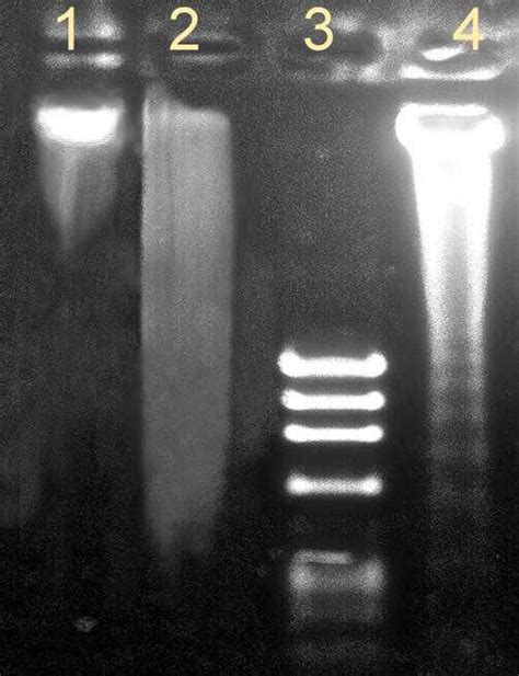 Topic 6 Regulation Of Gene Expression By Openstax Jobilize