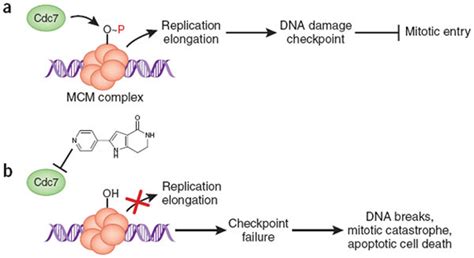 Small Molecule Articles Smolecule