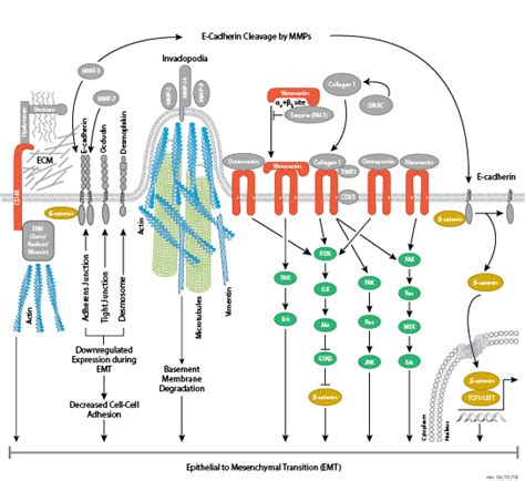 Adhesion ECM Cytoskeleton Cell Signaling Technology