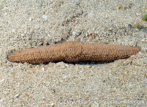 Polyphyllia Guamreeflife