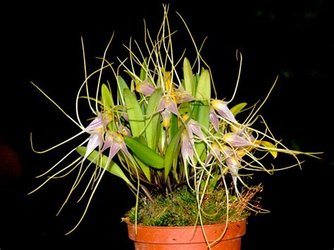Masdevallia Lilacina — Ecuagenera Orquídeas Del Ecuador